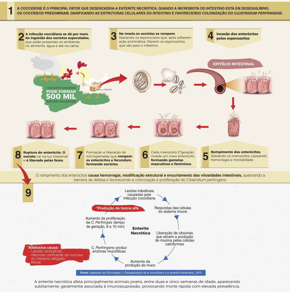 Coccidiose e enterite necrótica: Prevenção é a melhor ferramenta - ICC ...