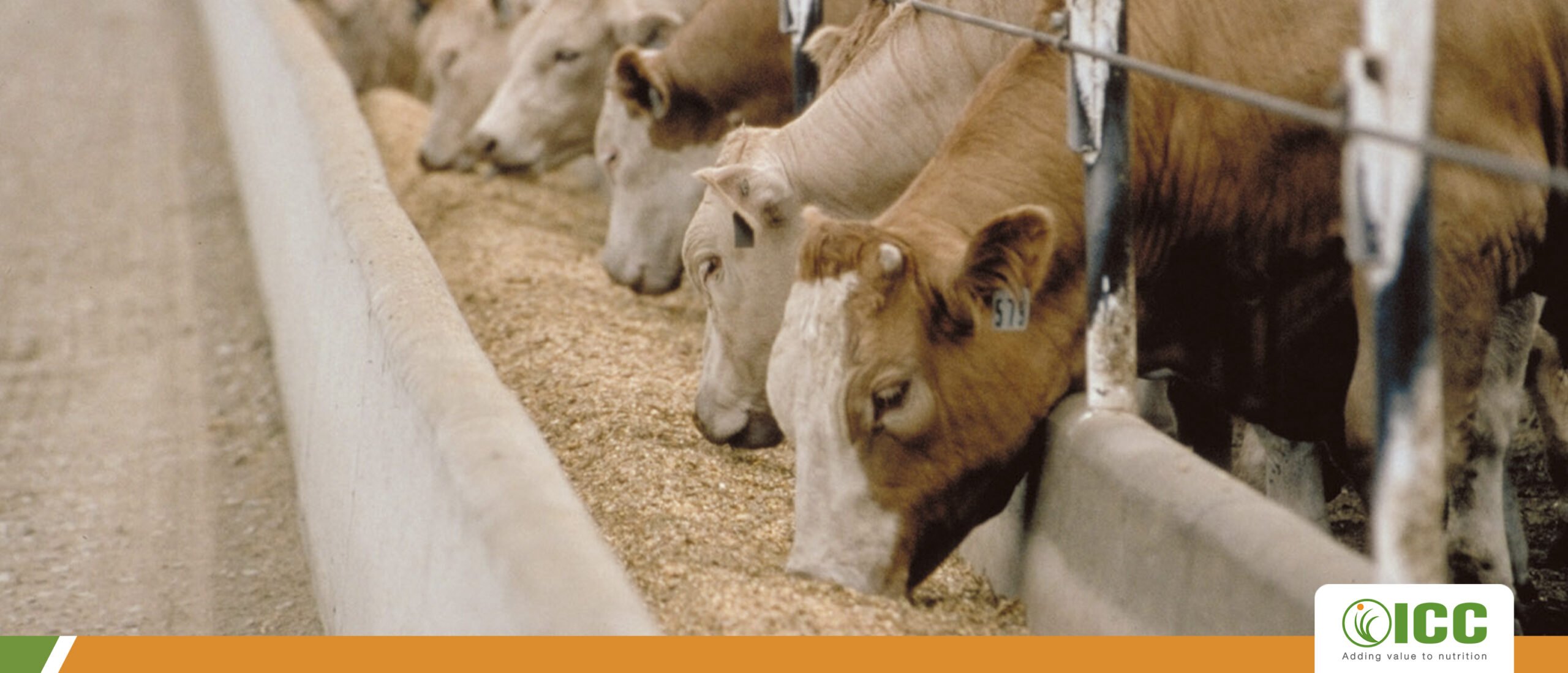 RumenYeast® Feed the rumen first! - ICC Brazil